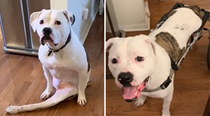 15 Dogs That Look Exactly Like Other Things