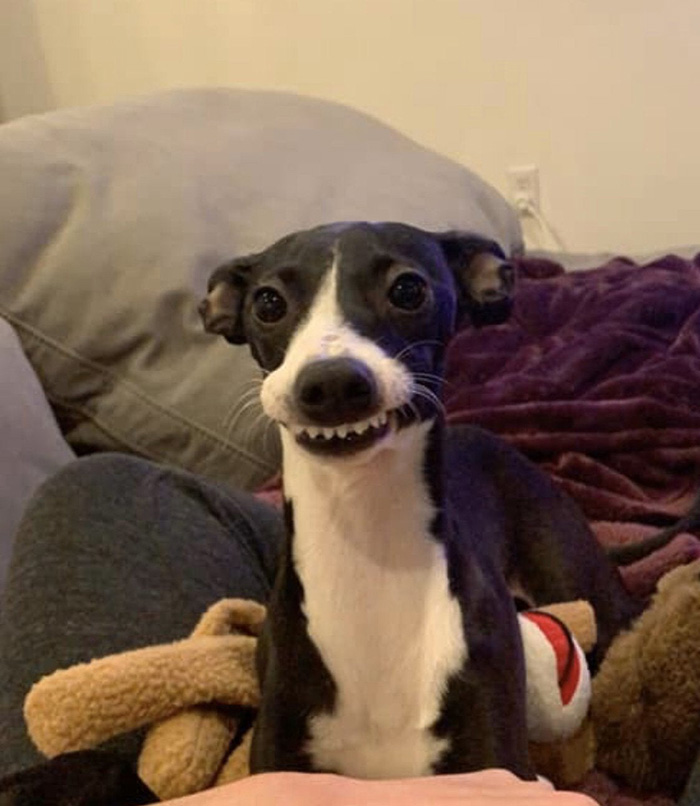 Italian greyhound has the best smile