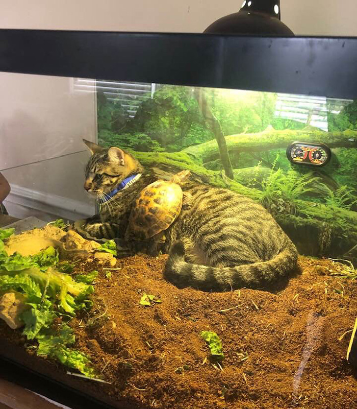 Unusual friends: Cat and turtle