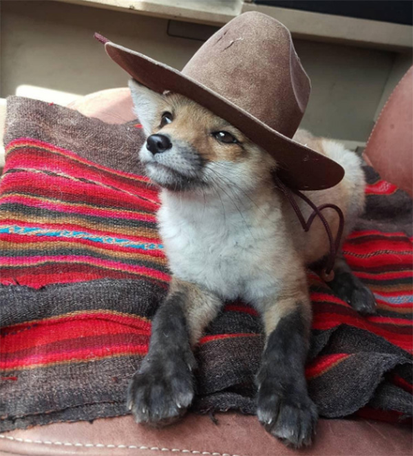 This little cowboy