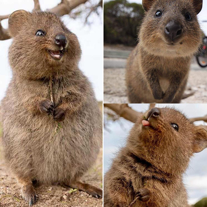 Quokka Pictures