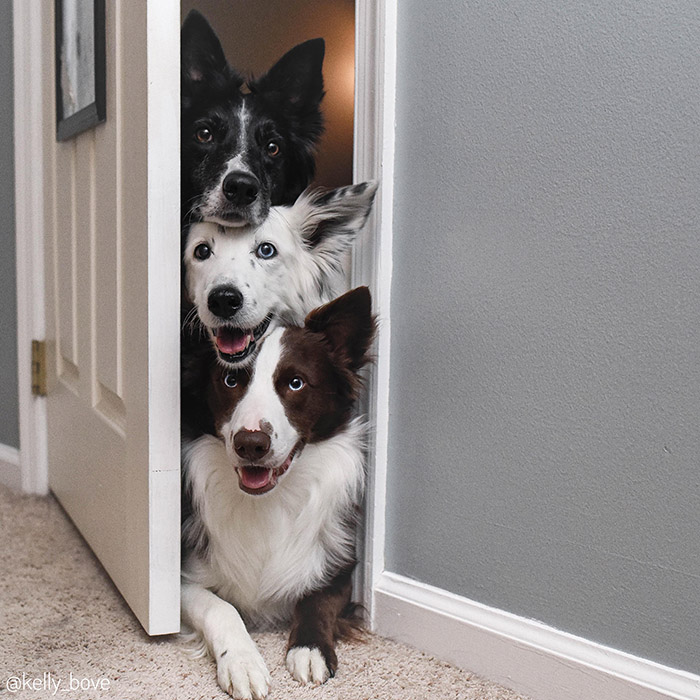 Cute Animal Pictures: Happy and Funny Pictures 468