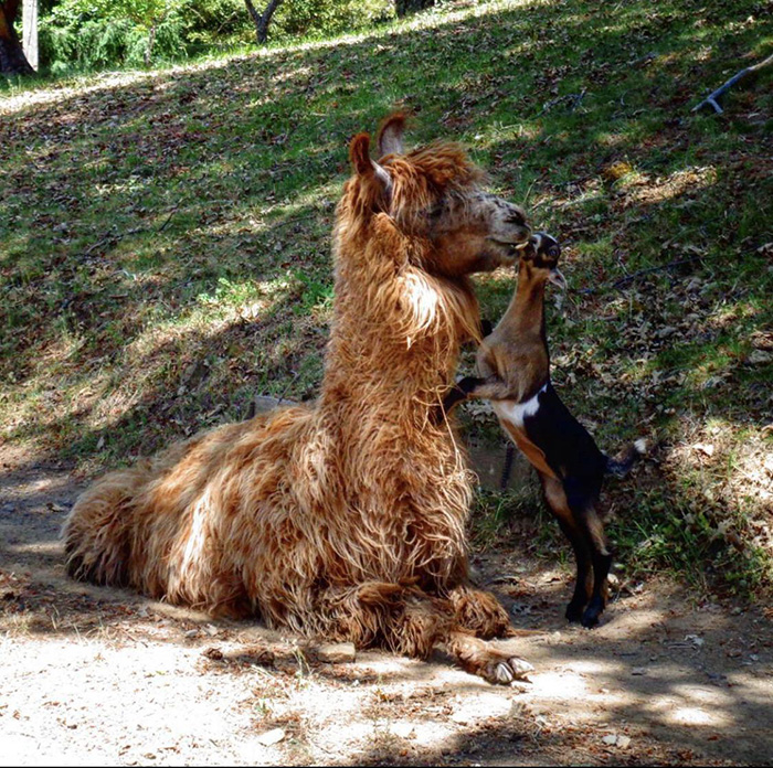 Orphaned goat and llama are inseparable
