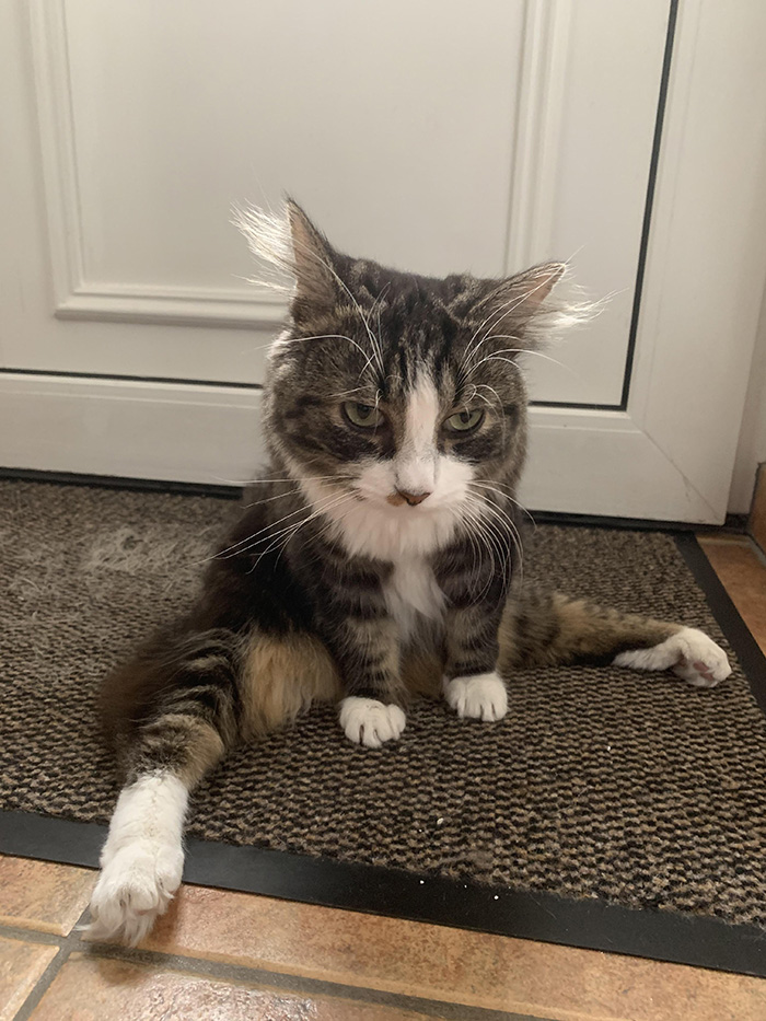 My cat is disabled and he sometimes likes to sit like this