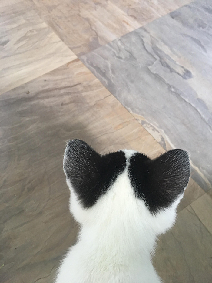 My kitten has hearts behind her ears