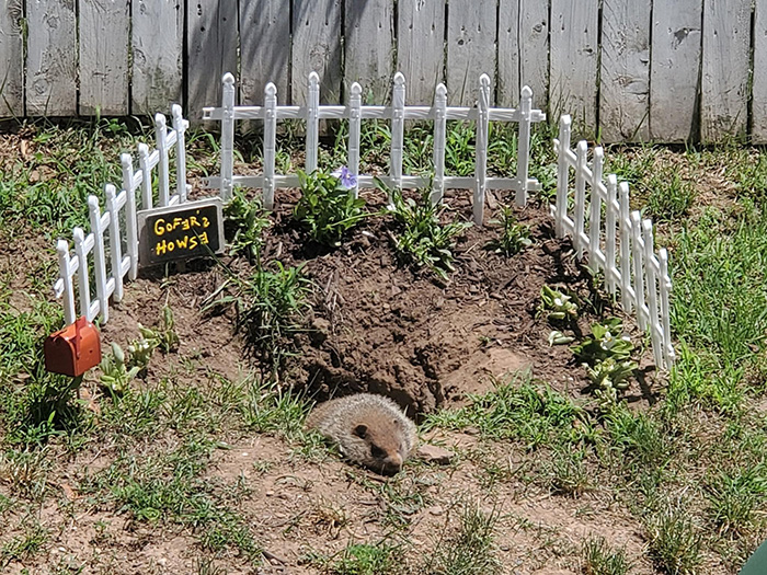 Someone had a gofer move in their yard so they made him a home