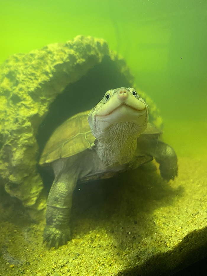 Reggie the African Sideneck Turtle