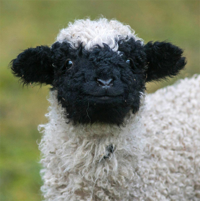 A Valais Blacknose Sheep smiling back at you
