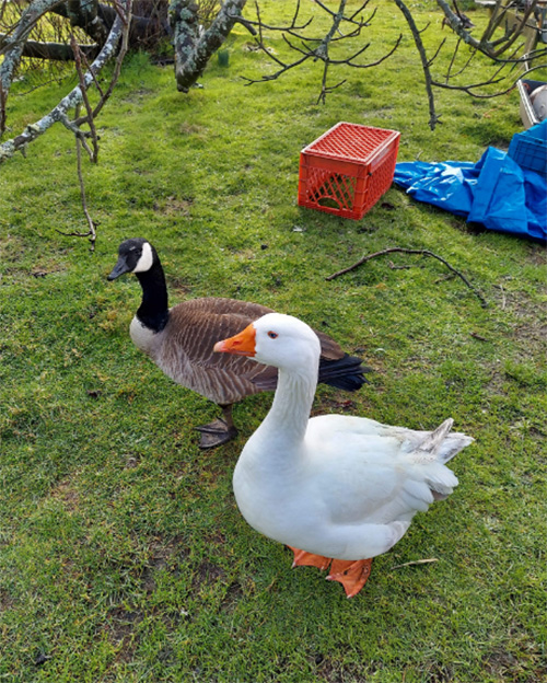 Wild goose joins farm goose