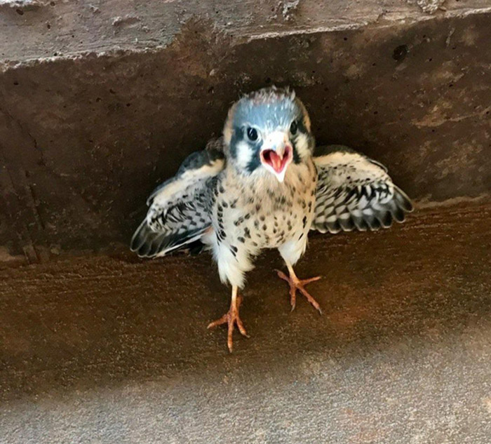 When you try to Google Tony Hawk but accidentally type in Tiny Hawk