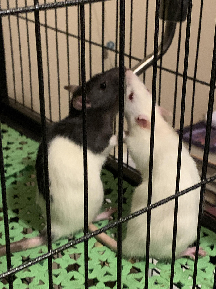 Rats holding hands while drinking water