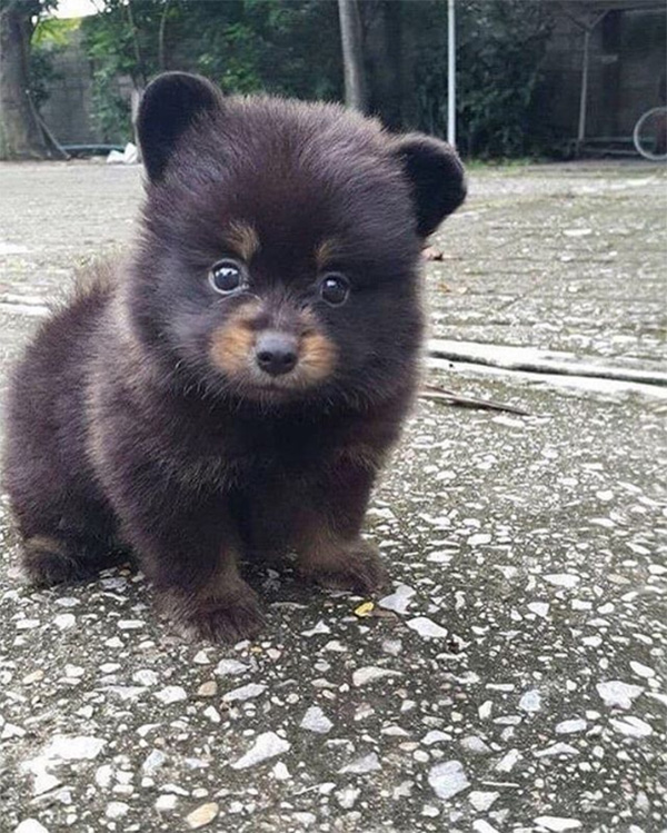 Dog looks like a bear cub