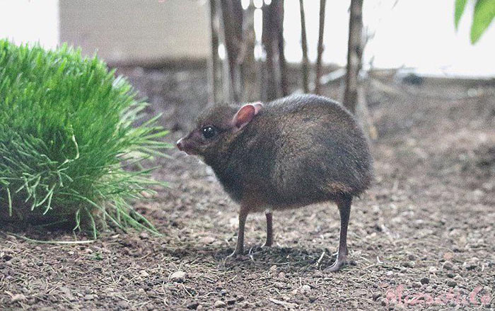 The mouse-deer, aka the chevrotain