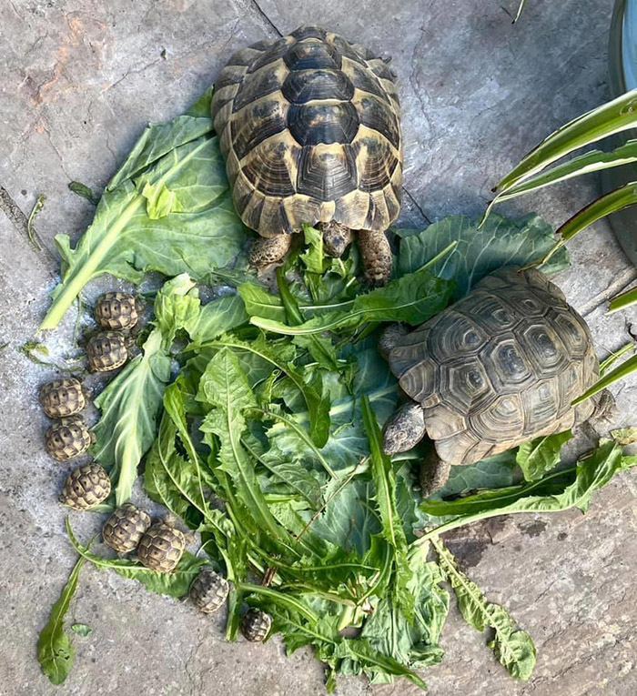 Tortoise family breakfast