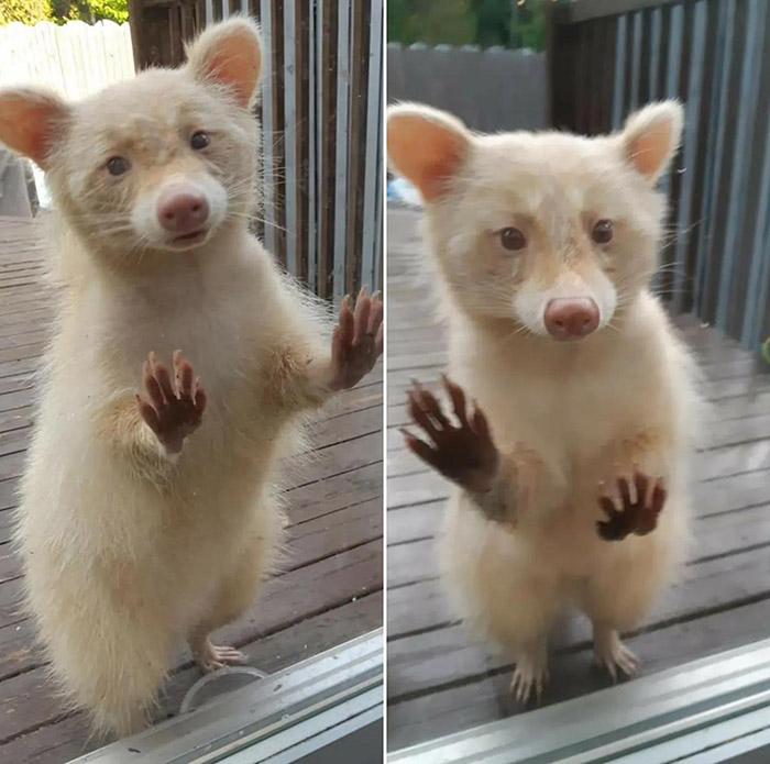 albino raccoon