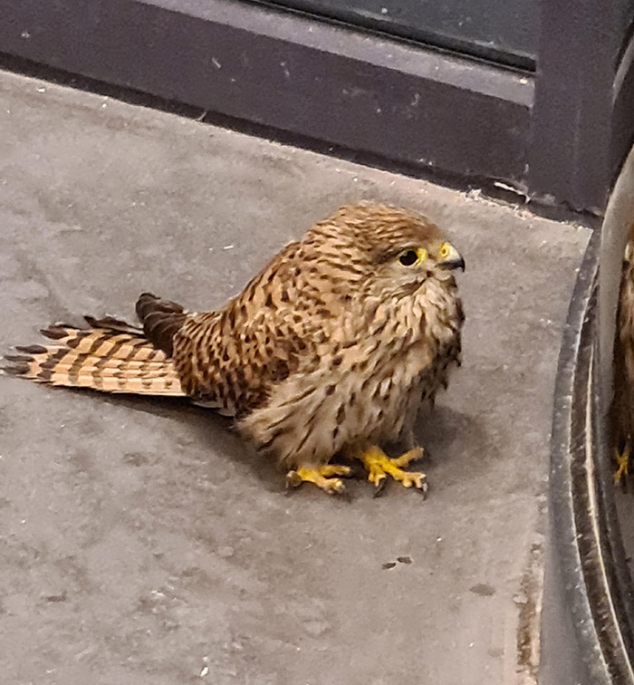 A baby falcon I found at work