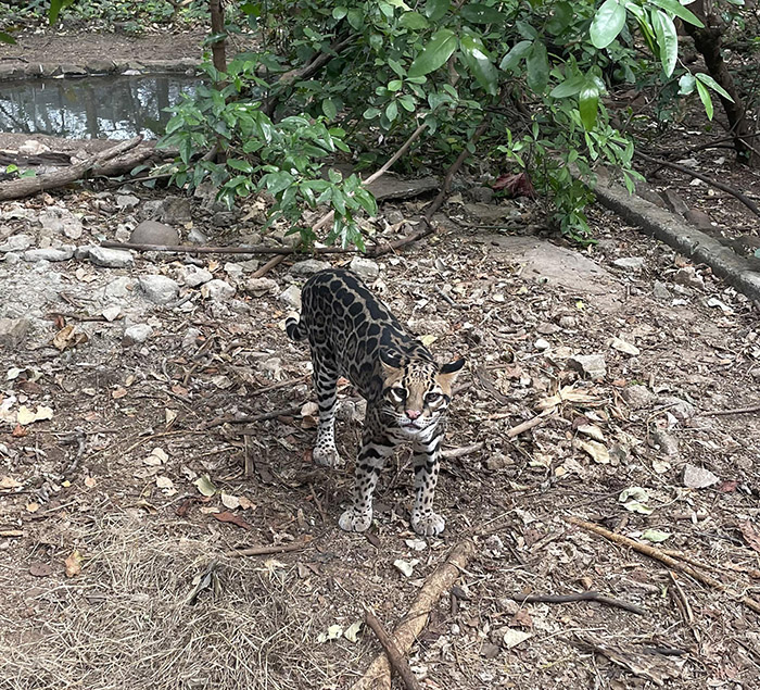 An ocelot in Costa Rica