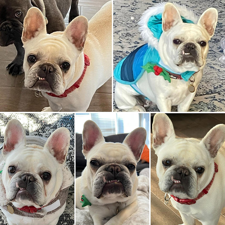 Dog's birthmark looks like a snaggletooth