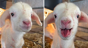 Children Cheer On Worker Every Time He Shovels Some Dirt