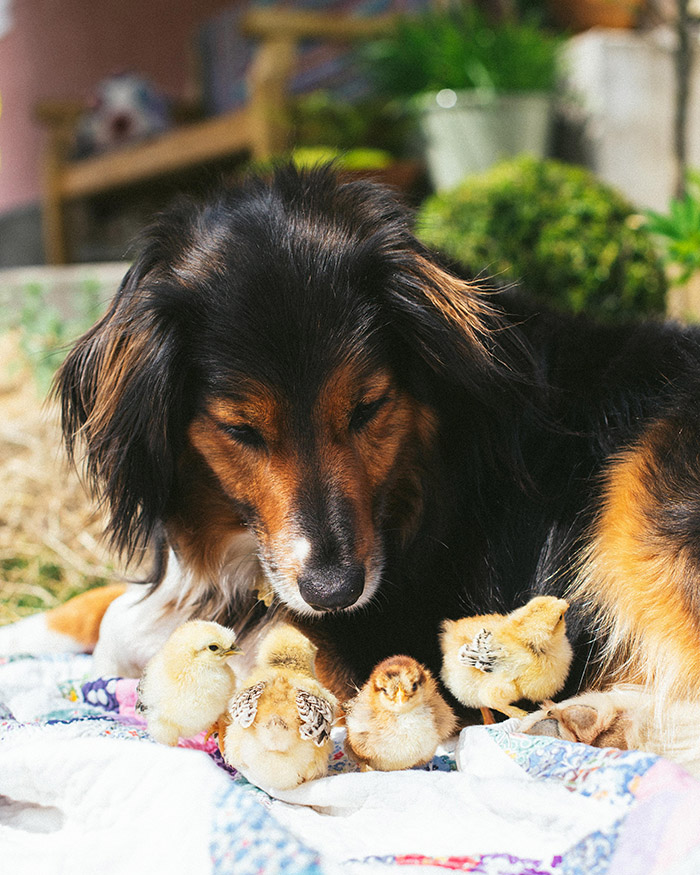 My dog Woods and his chicks