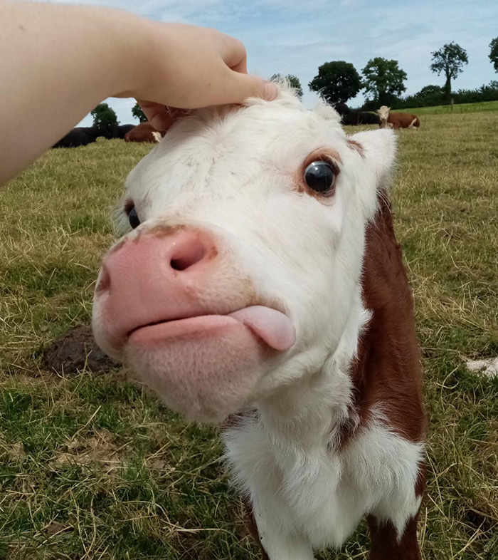 This calf being a derp