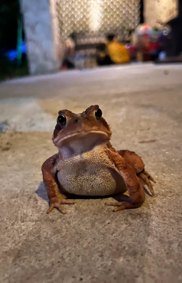 Found this absolutely adorable toad on my front porch