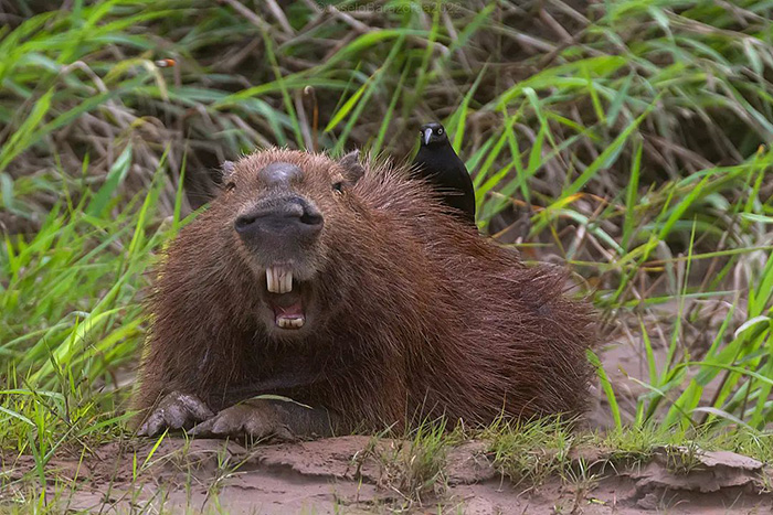 Bird resting on capybara's back