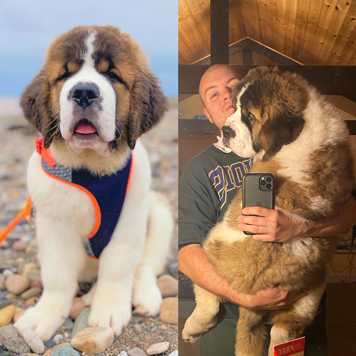 12-week-old St. Bernard puppy
