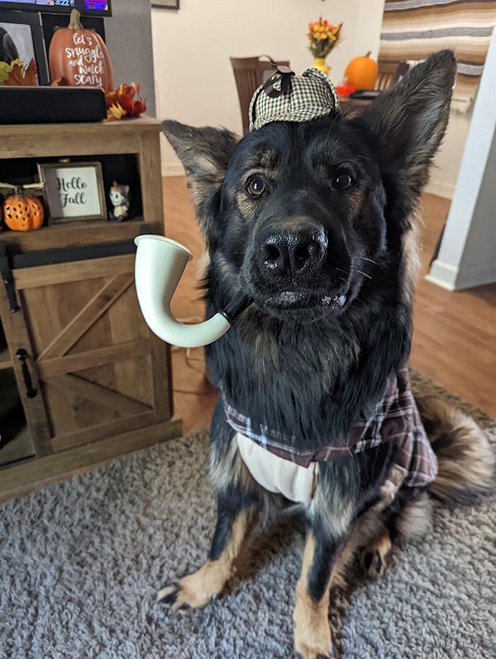 dog halloween costumes