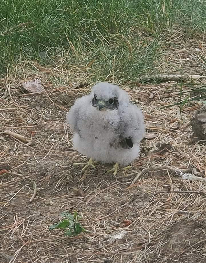 Peregrine Falcon, the fastest bird on the continent