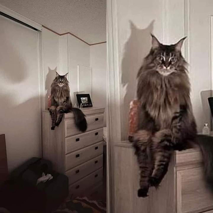 I Suddenly Woke Up At Night And Found My Cat Sitting Like This And Looking At Me
