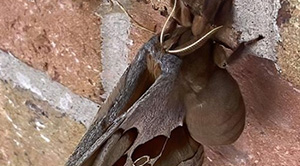 Sunny Skyz: Positive Upbeat Media. Good News, Inspirational Stories ...