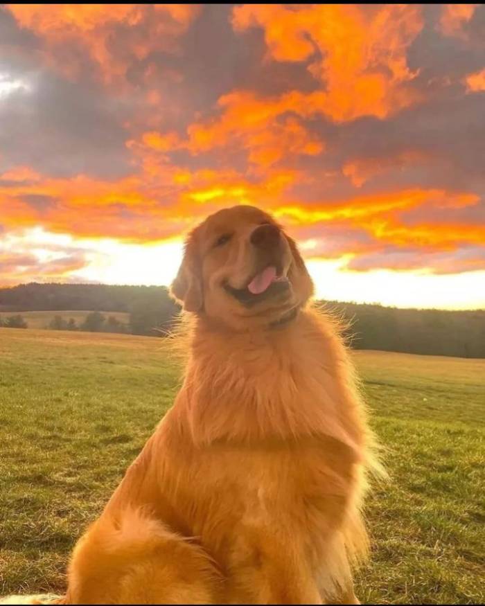 derpy golden