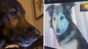 Cute Animal Pictures: Happy and Funny Pictures 264