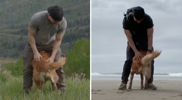 The Nala Stomp Golden Retriever Does Special Dance With Owner