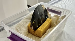 Sunny Skyz: Positive Upbeat Media. Good News, Inspirational Stories ...