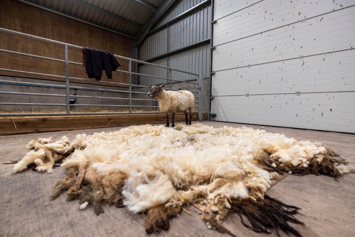 Brave Farmers Rescue 'Britain's Loneliest Sheep' From Remote Island Brave Farmers Rescue 'Britain's Loneliest Sheep' From Remote Island