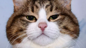 The Sad Truth About The Little Red-Haired Girl Charlie Brown Never Finds